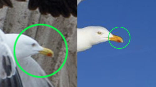 Fact or Fiction? Pope Francis's peace doves attacked by birds of prey story